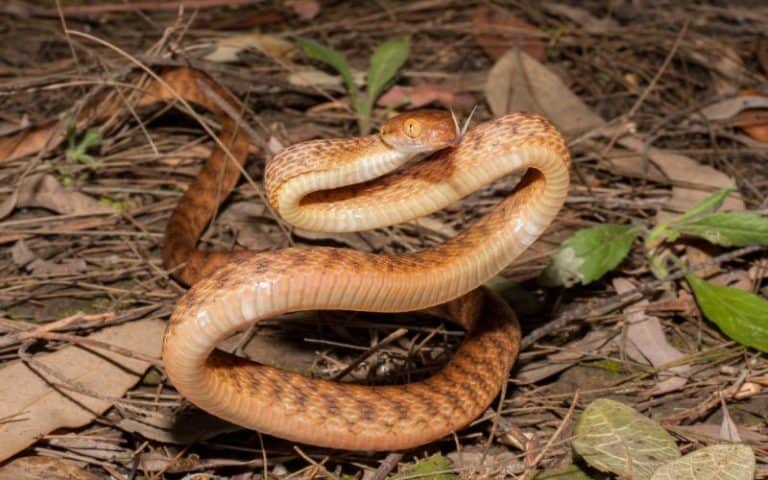 Are There Snakes in Hawaii? You'd Be Surprised! (2025)